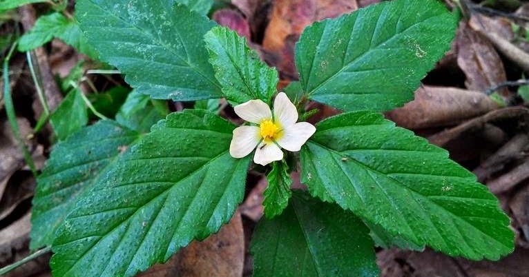 Tren Gaya 25+ Bunga Rumput Putih