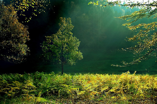 Planeta Terra, Amor à Natureza: Reflexão sobre a Natureza