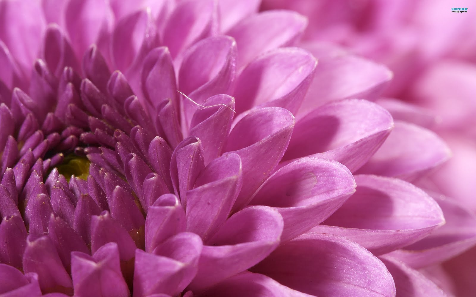 superb wallpapers: Chrysanthemum flower