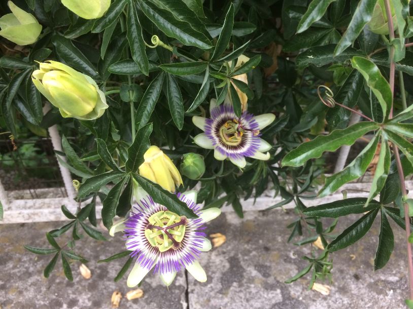Erbe Magiche: Passiflora