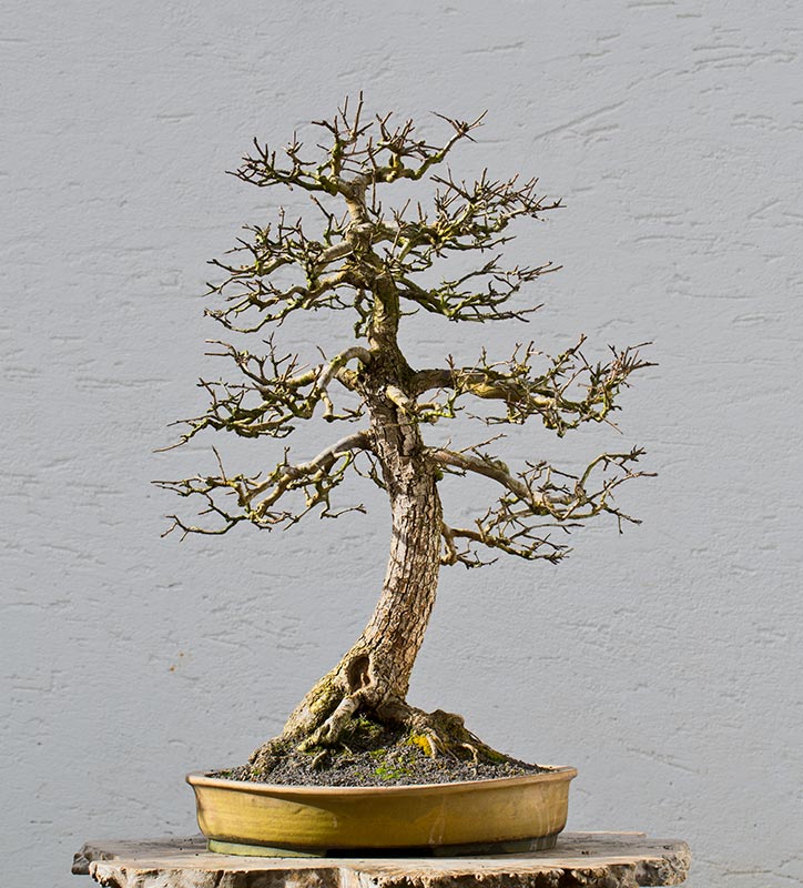 Walter Pall Bonsai Adventures: Wild Pear without foliage