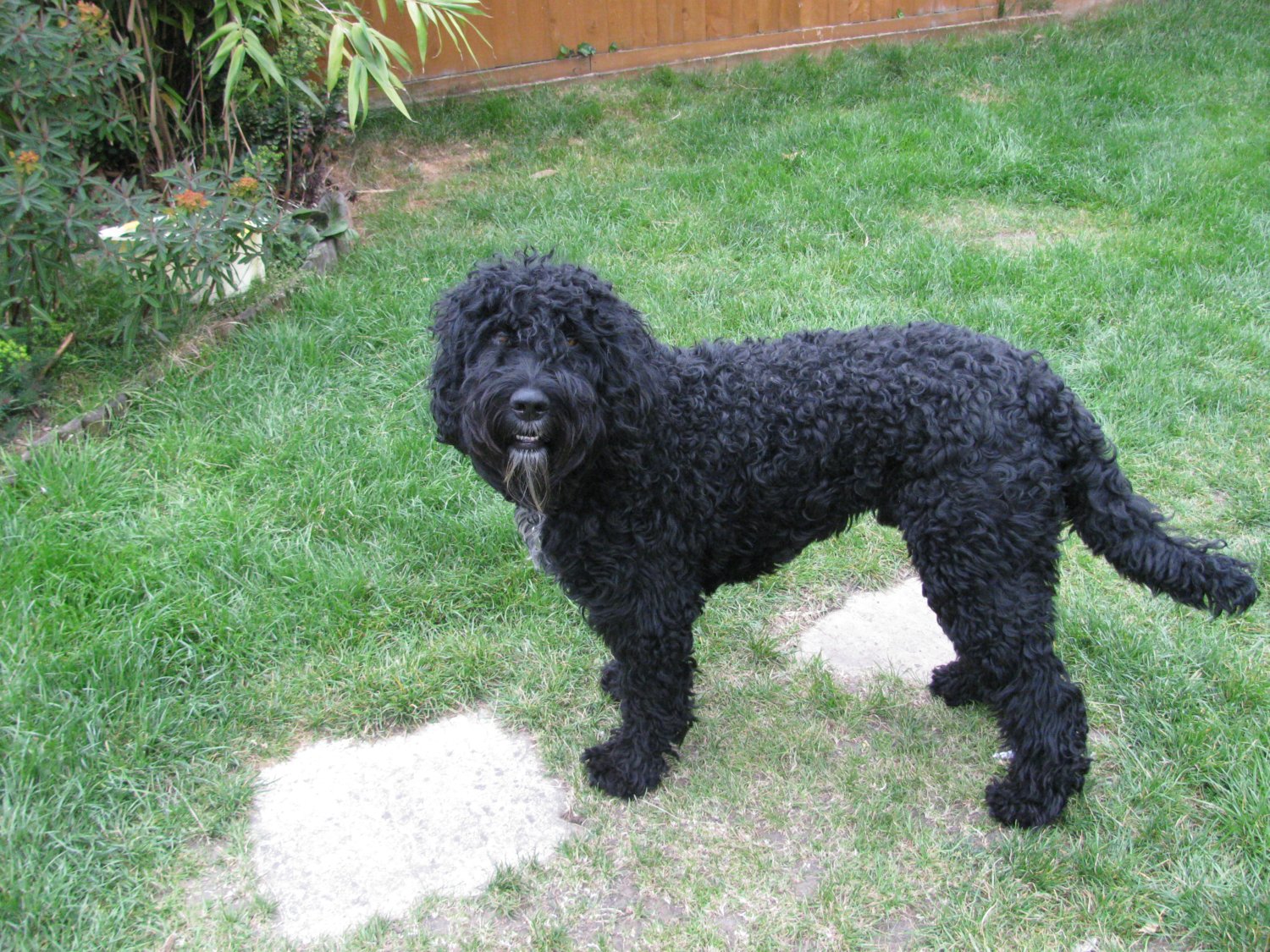 Novaforesta Barbets: The short Barbet