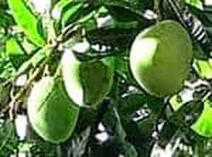 How to Ripen Mangoes Faster