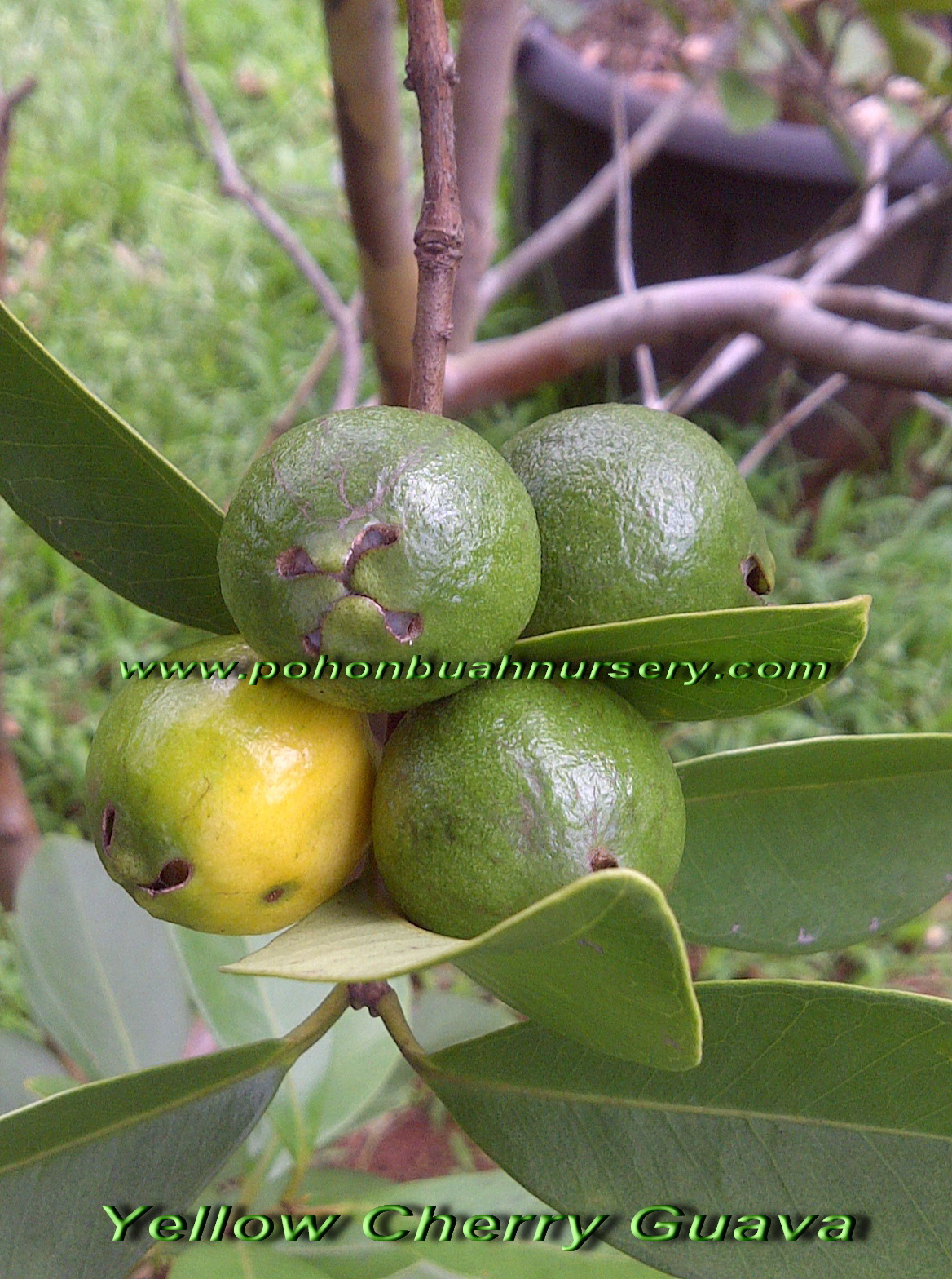 PBN: Yellow Cherry Guava