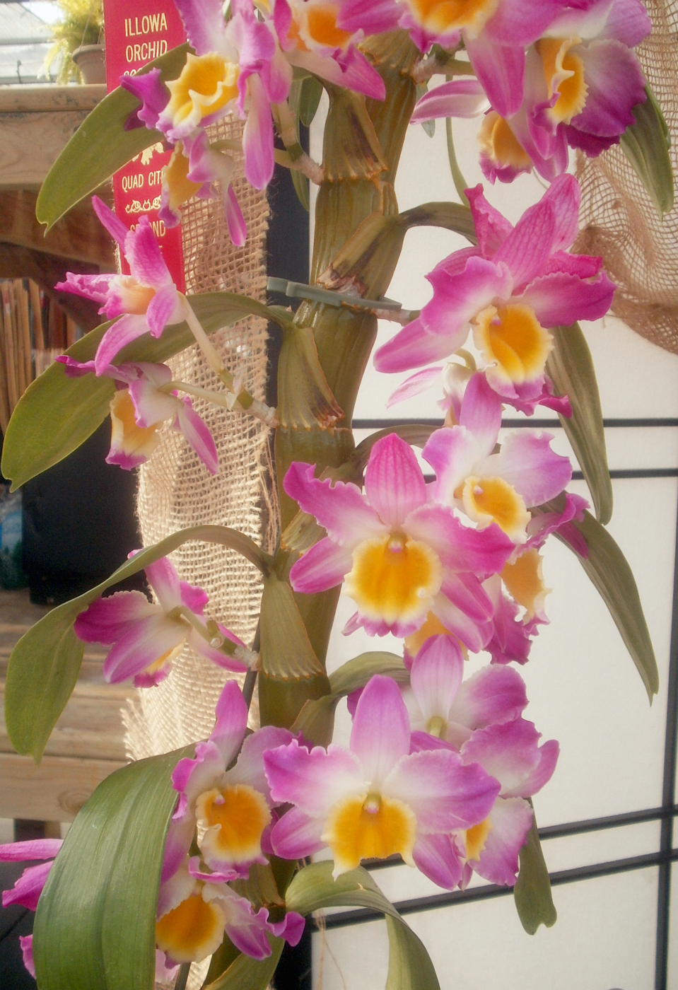 Plants are the Strangest People: Pretty picture: Dendrobium Violet Fizz ...