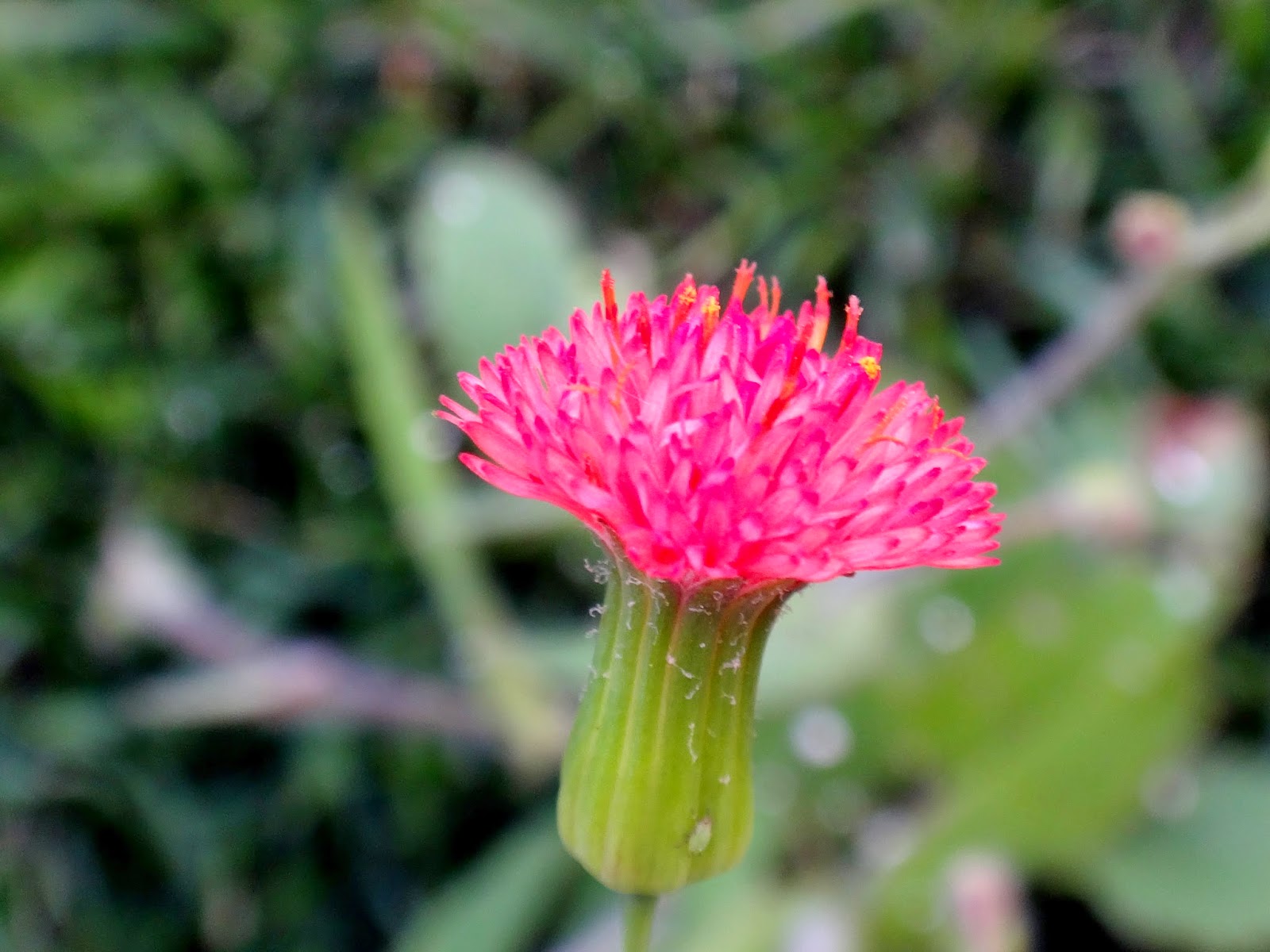 Uma flor por dia: Emília
