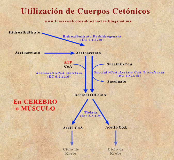 Formación y utilización de Cuerpos Cetónicos