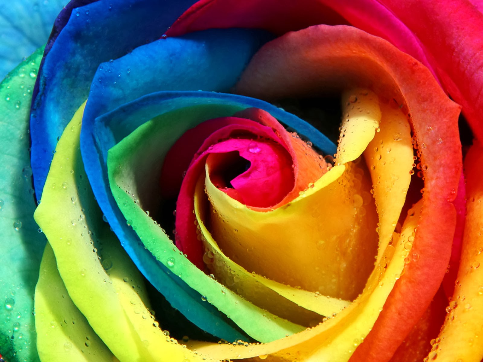 Colorful Rose Wallpapers