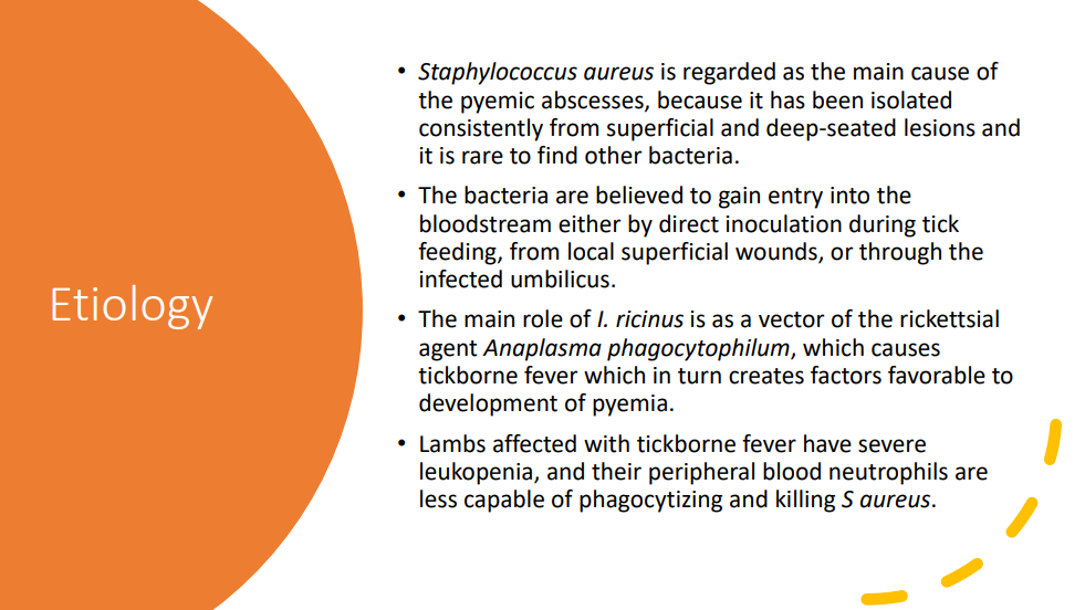 Tick Pyemia of Lambs