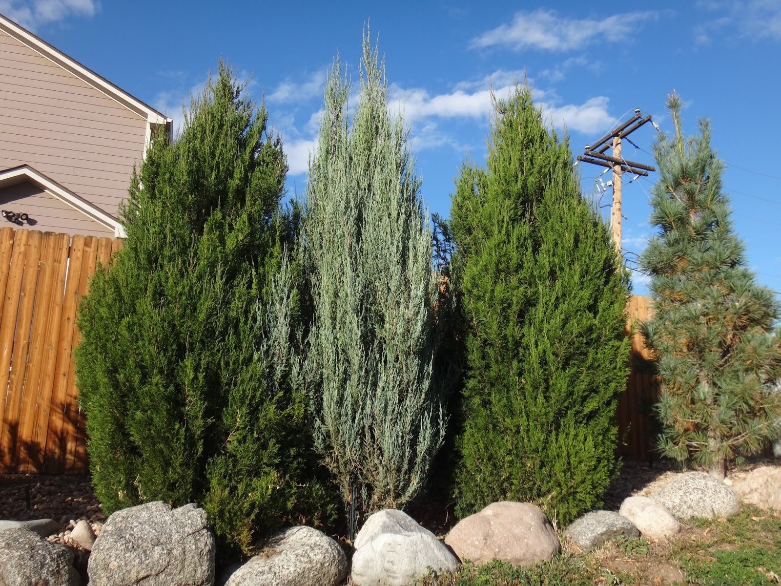 CO-Horts: Keep ‘Em on the Up and Up Protecting Upright Evergreens from ...