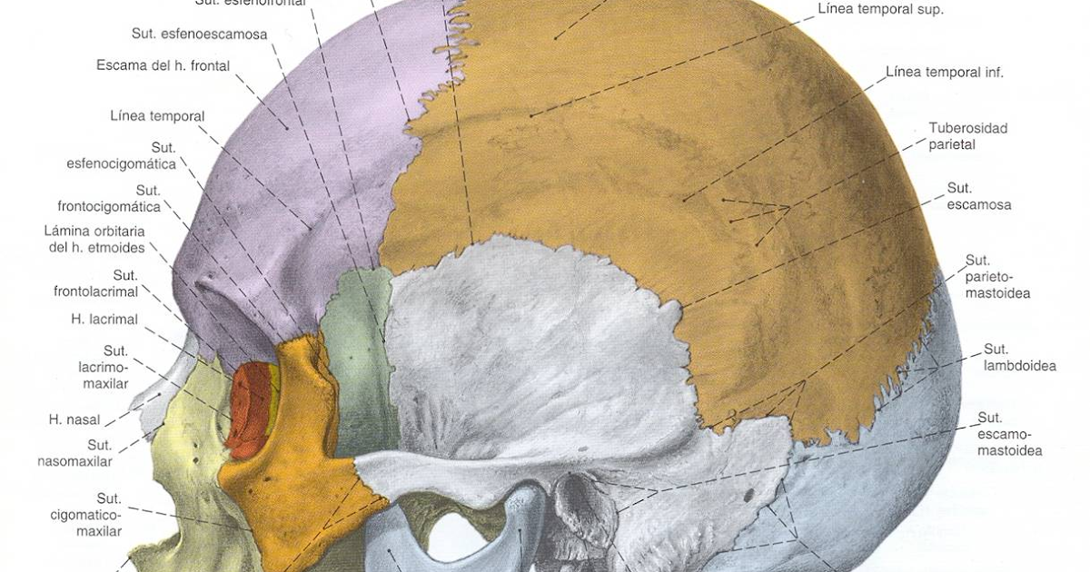 Anatomía craneo: Huesos cráneo 2.