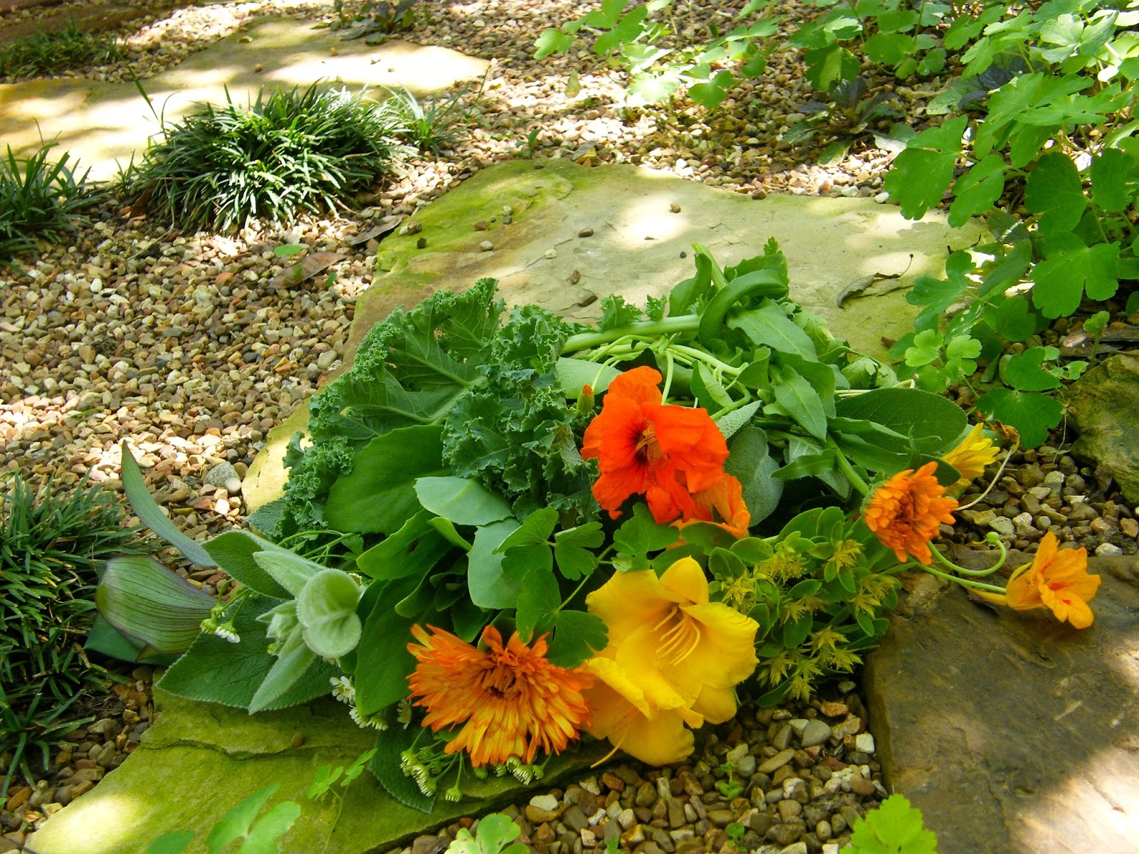 P O T A G E R: How and Why to Grow Calendula, aka Pot Marigold