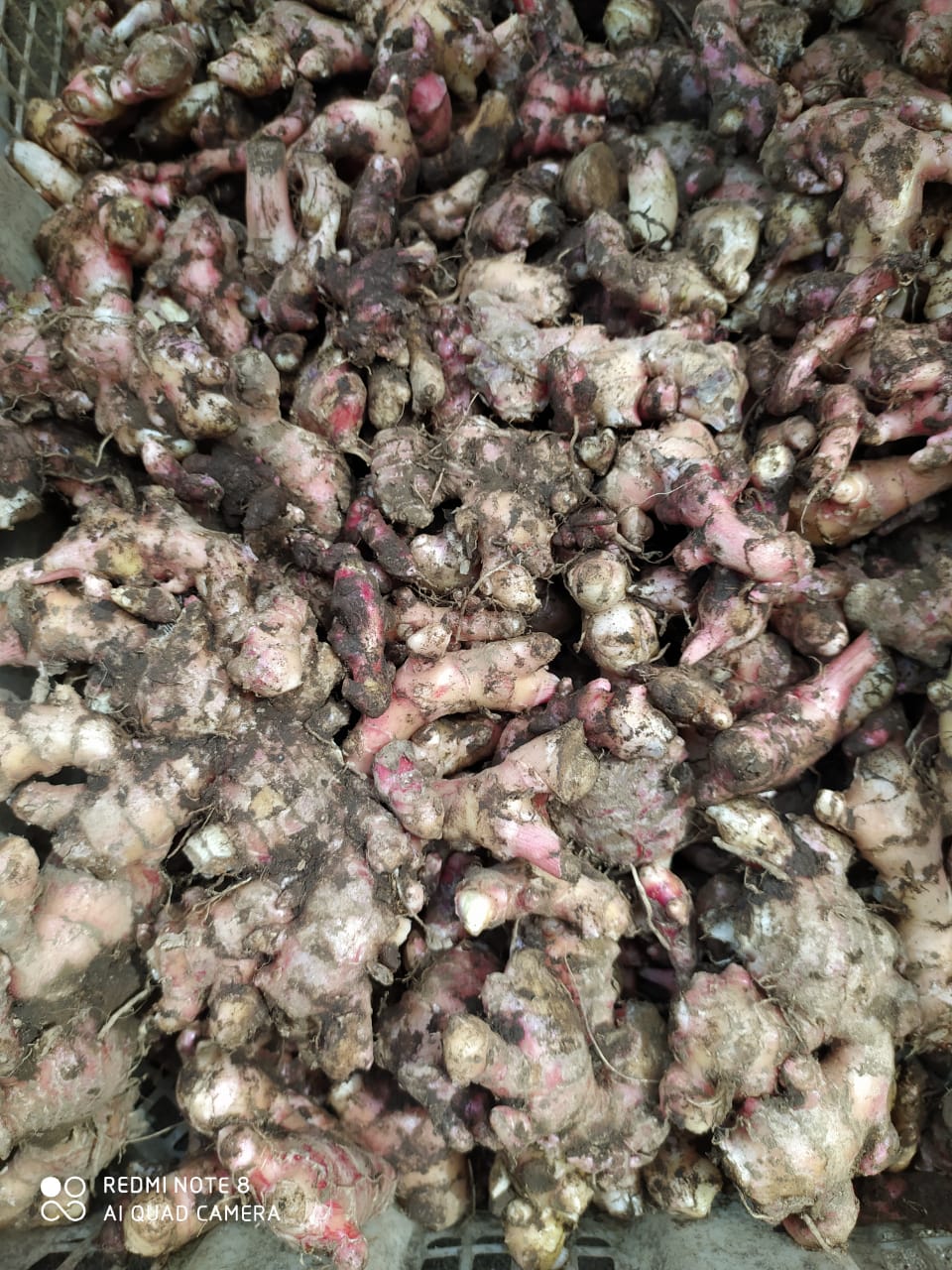 bibit jahe merah Jogja| seputar budidaya, melayani pembelian besar dan ...