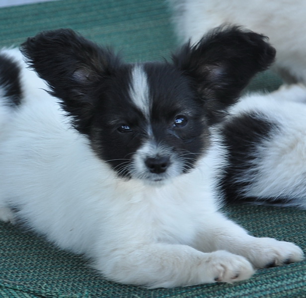 Road's End Papillons : 8 week old Papillon + Phalene Puppies