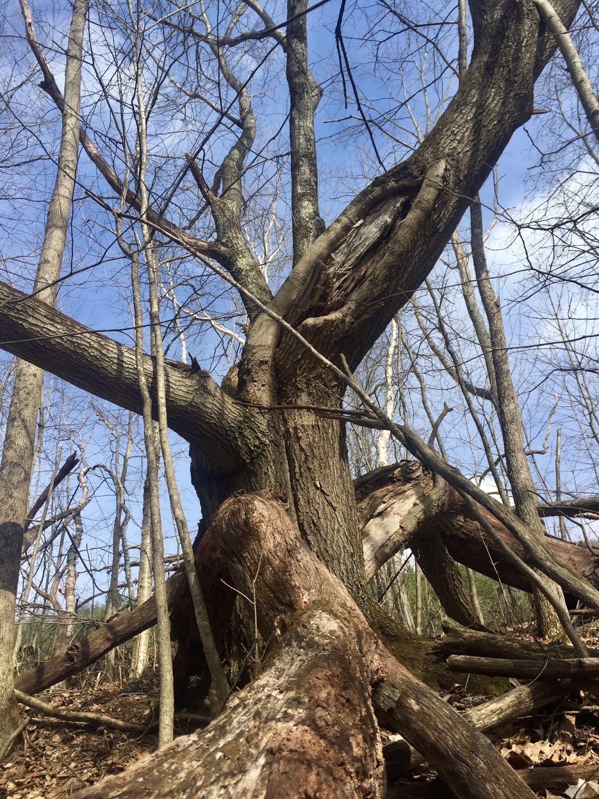Nearby Nature: What in the world are wolf trees?