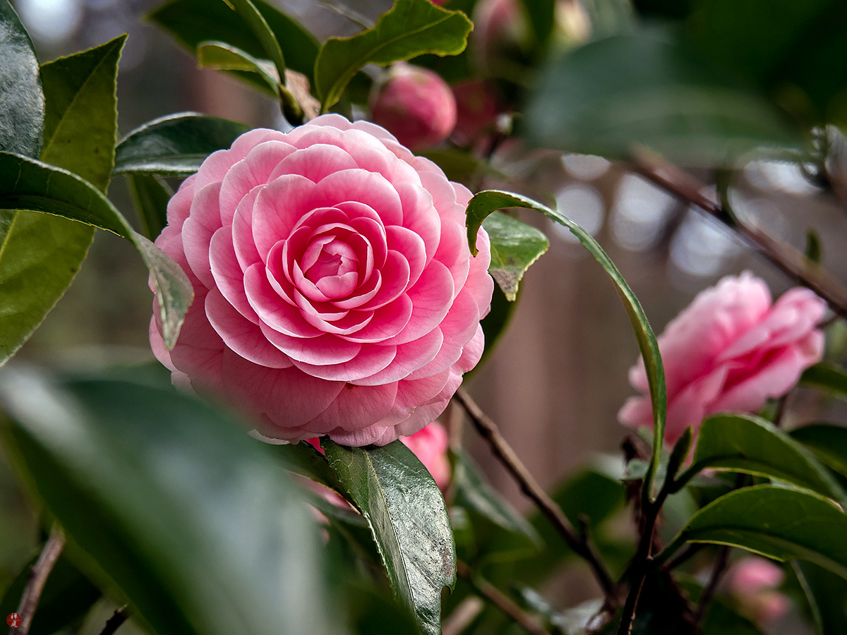 FROM THE GARDEN OF ZEN: Otome tsubaki (Camellia japonica f. otome ...