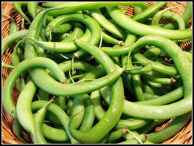Mark's Veg Plot: Climbing French Bean "Cobra"