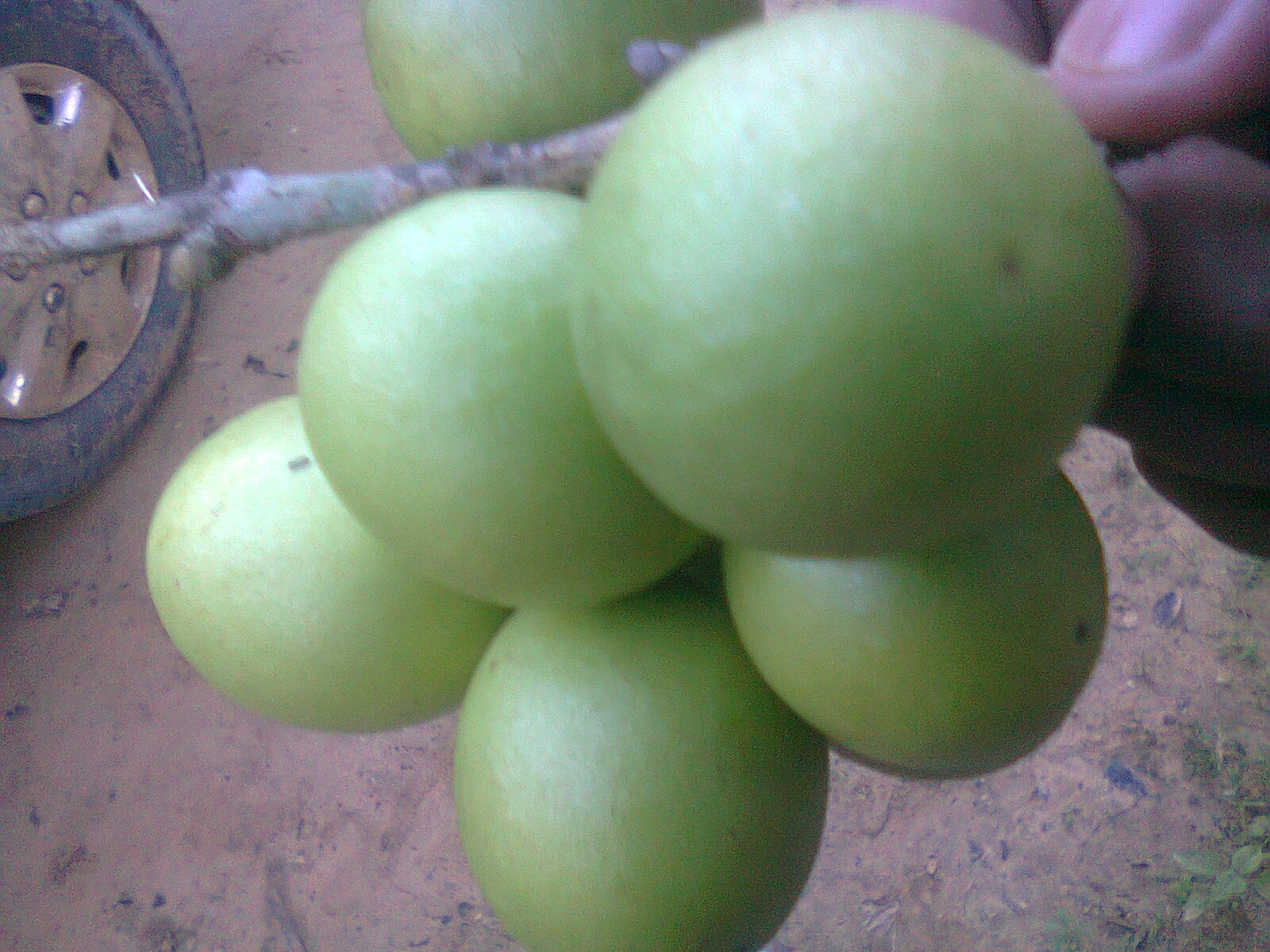 Kimeni's Blog: Buah Ramunia