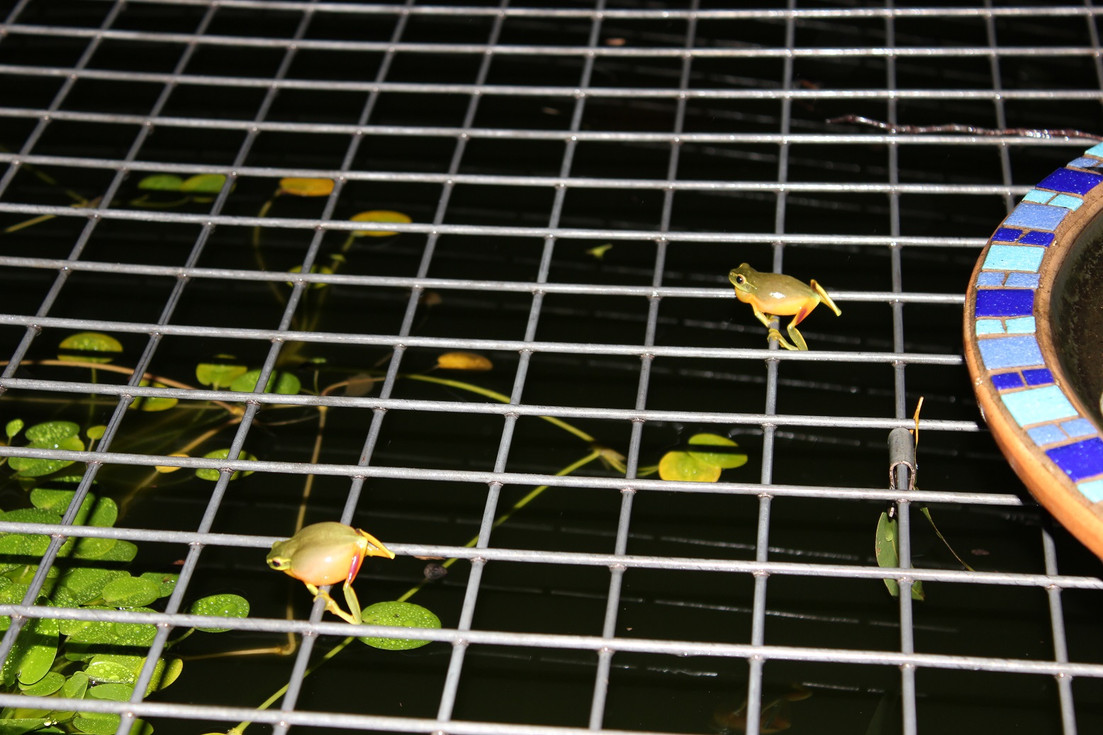 Brisbane Backyard Naturalist: Discovering, raising and releasing frogs.