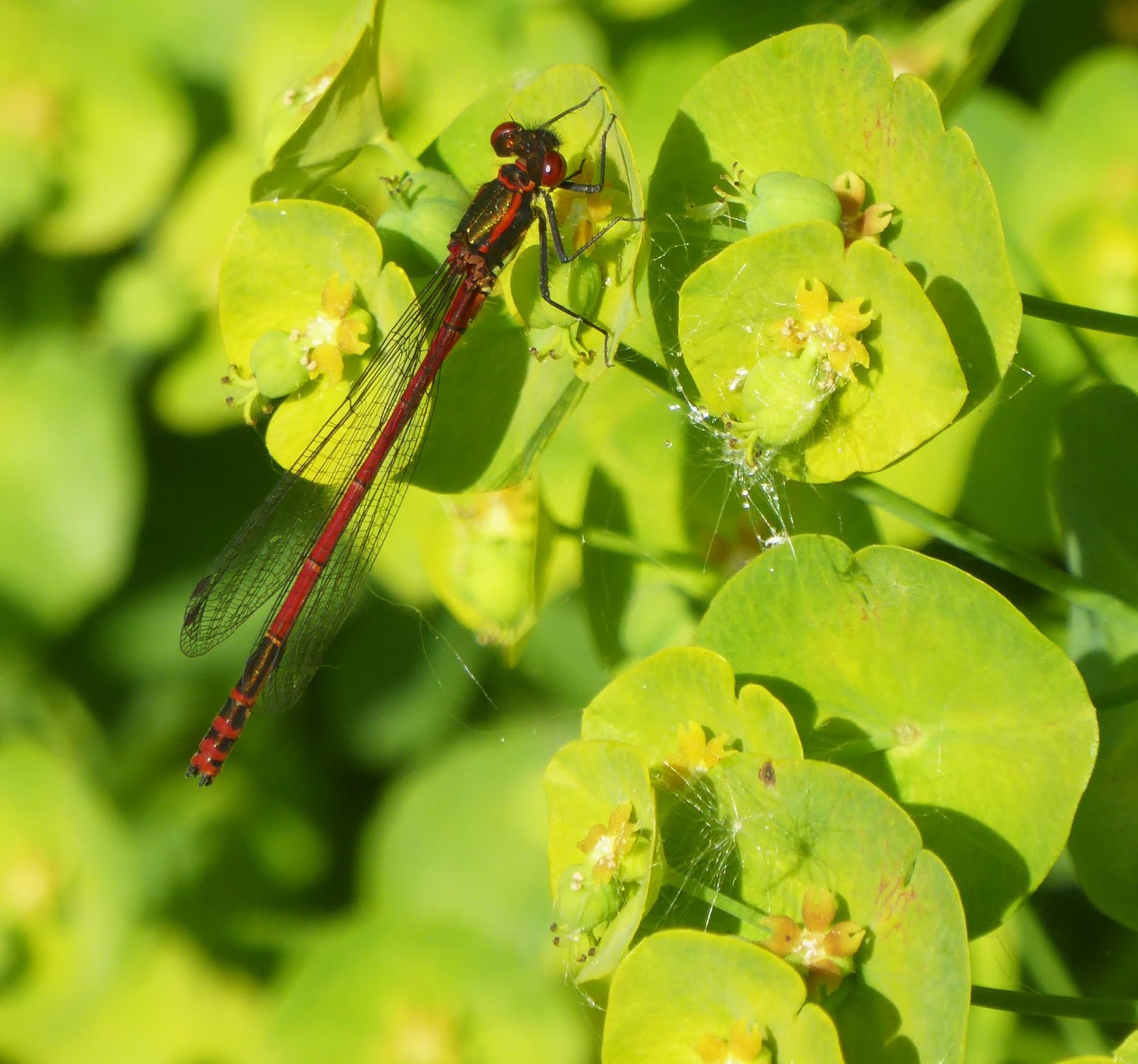 Wild and Wonderful: A Second Large Red Damselfly