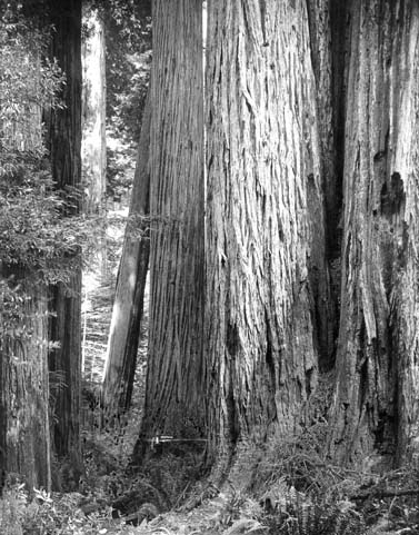 Wit's End: Where Have All the Forests Gone? Long Time Passing...Where ...