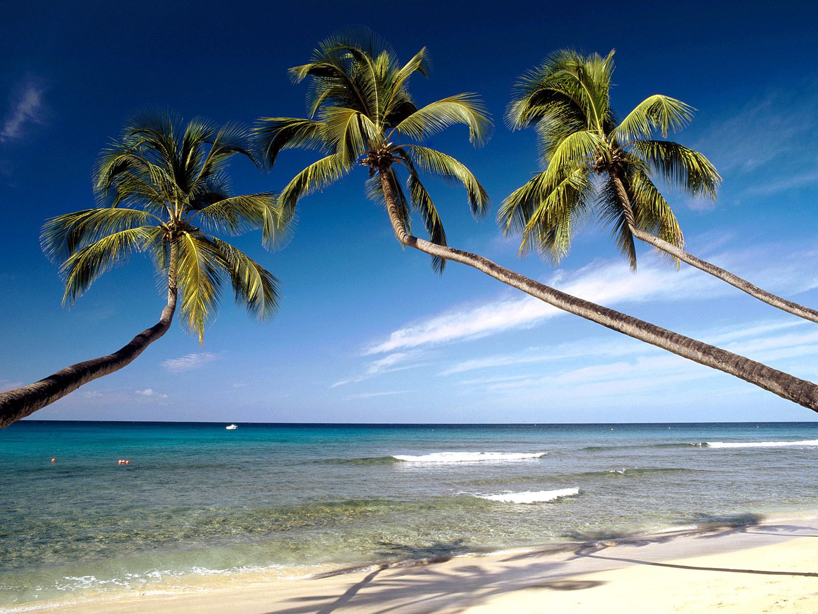 Caribbean beach wallpaper |The Free Images