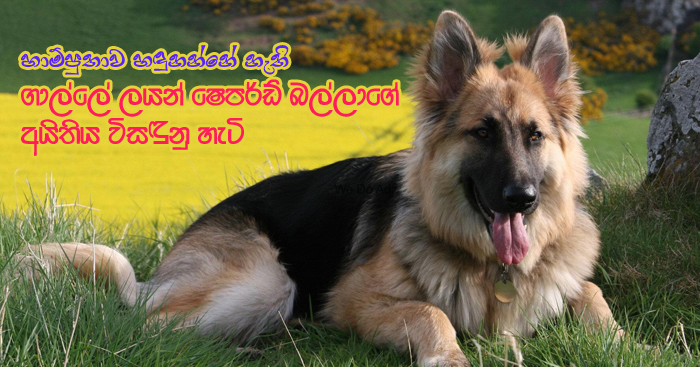 How Lion Shepherd which did not identify owner was finally solved