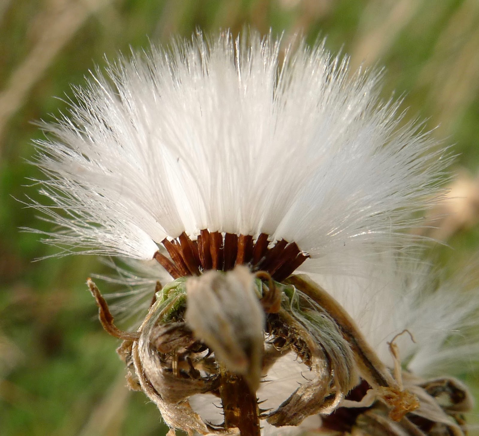Violets and others: Hawksbeards ( Crepis capillaris, Crepis vesicaria ...