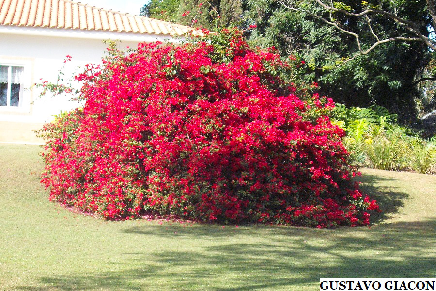 Viveiro Ciprest - Plantas Nativas e Exóticas: Destaque: Primaveras ...