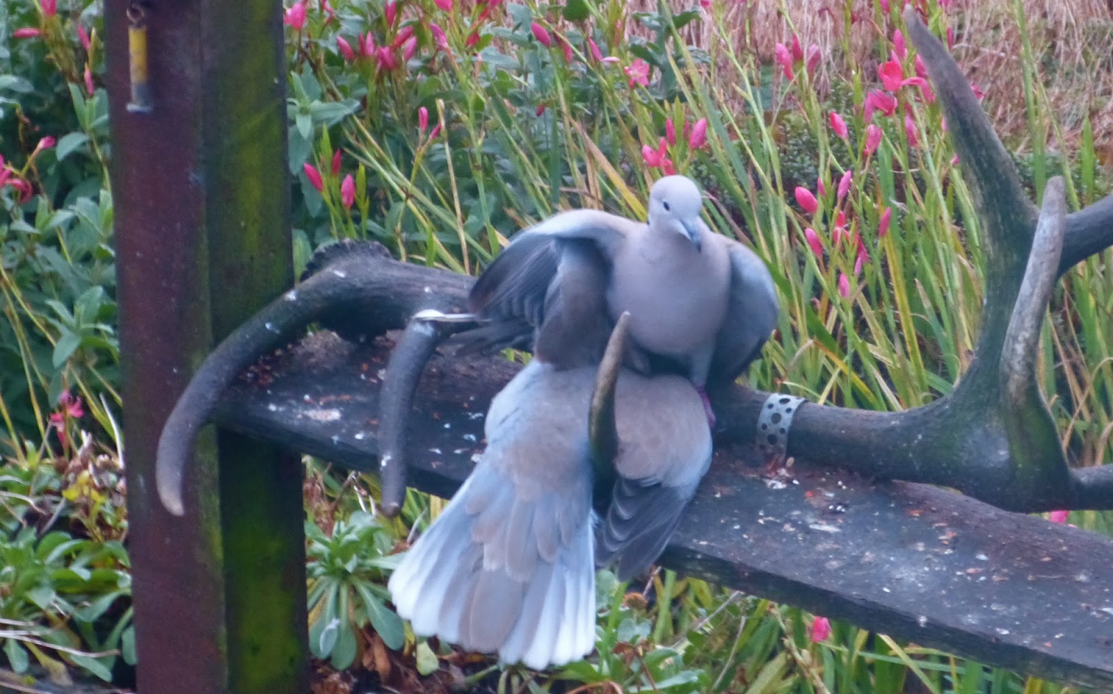 A Kilchoan Diary: Dove Fight