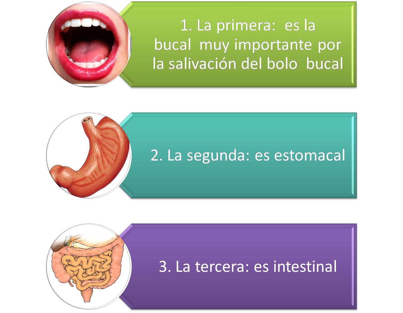 DE TODO UN POCO : Sistema digestivo humano y animal