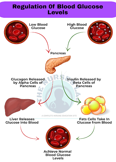 INSULIN (Pharmacotherapy for Type 1 Diabetes Mellitus)