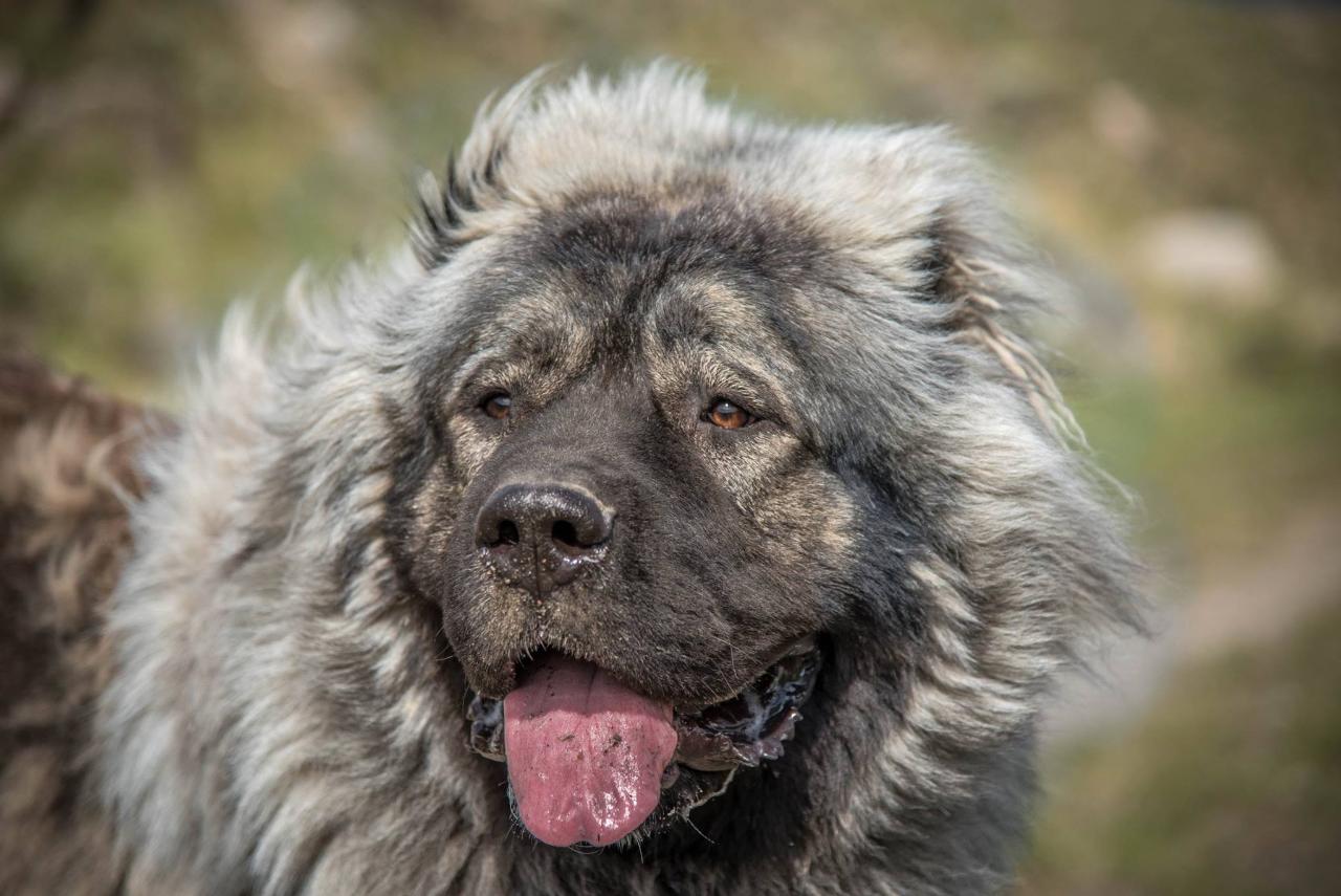 caucasian shepherd dog: Caucasian shepherd dog similar breeds