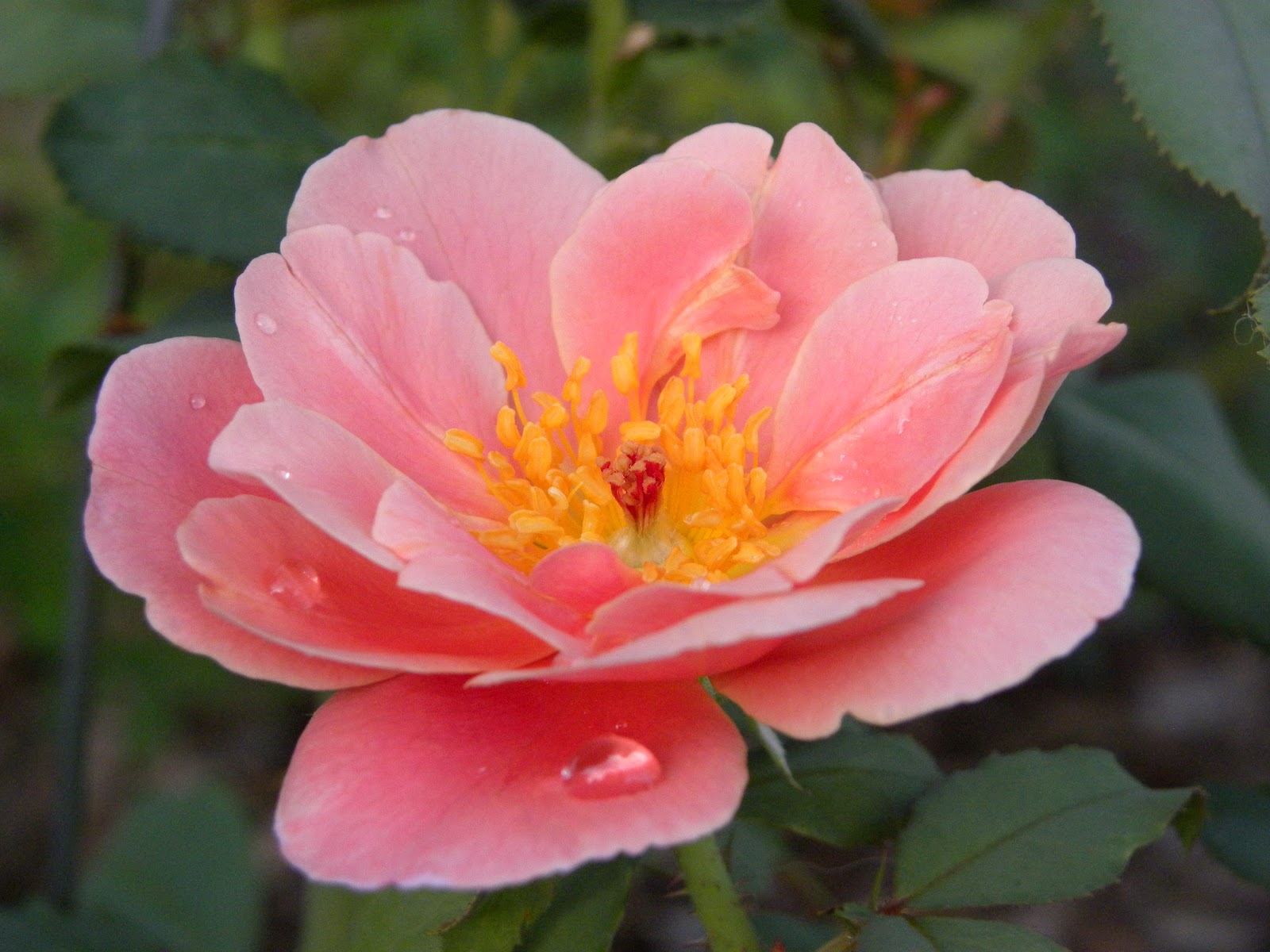 Red Dirt Roses: Distant Drums Brings Back Memories