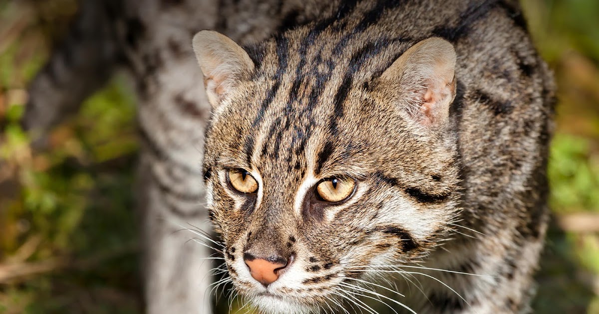 South Asian Wild Fishing Cat Facts Prionailurus Viverrinus south-asian-wild-fishing-cat-facts-prionailurus-viverrinus