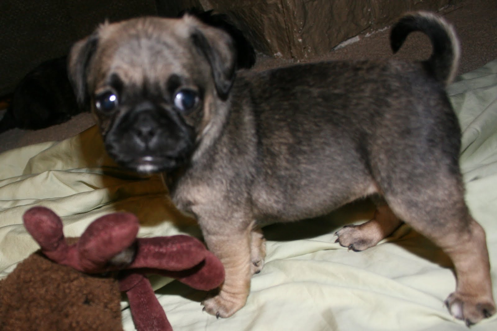 Pugapoo Puppies: Apple - Available for Adoption