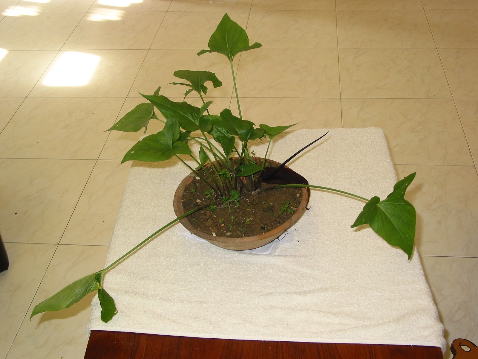 my walk with food and beautiful plants and flowers: My black flower ...