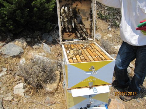 ΜΕΛΙΣΣΟΚΟΜΙΑ ΝΑΞΟΥ-NAXOS BEE