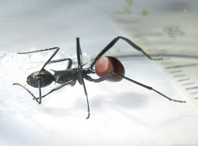 Photos and Info on Ants and Termites of Malaysia: Polyrhachis sp