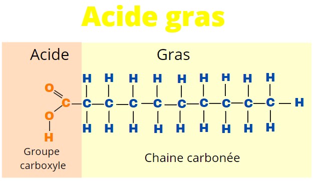Biologie cellulaire : III - Les lipides ~ Espace biologie