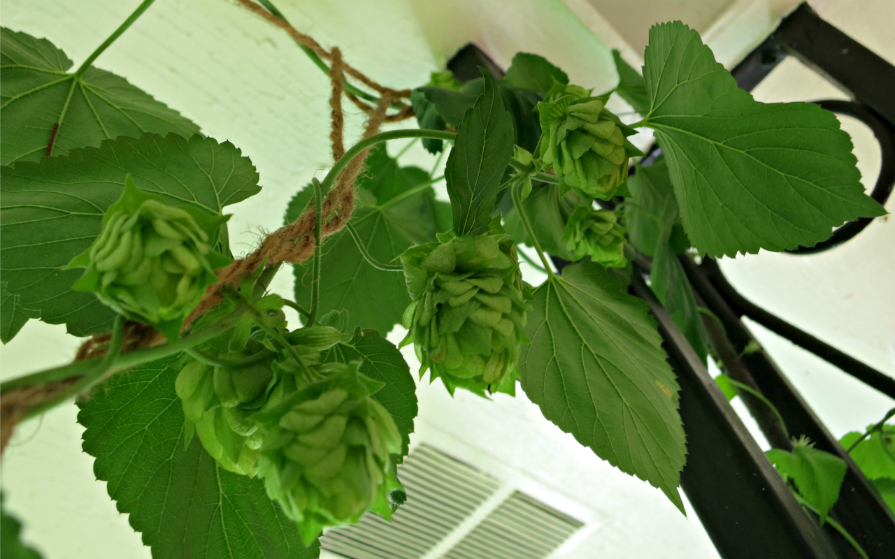 Carolina Backyard Farm: the other kind of hops
