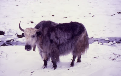 Depois Falamos: Iaque