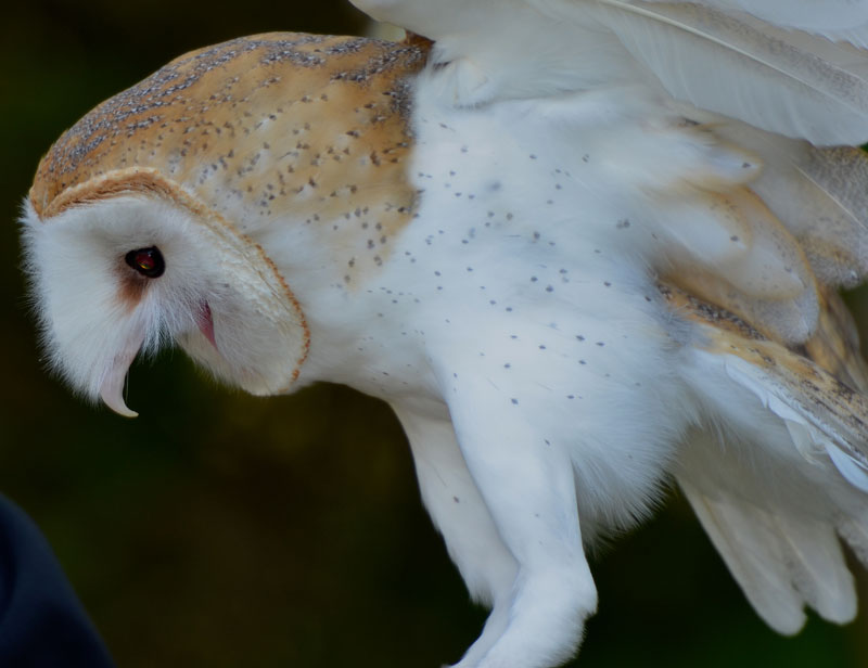 Red and the Peanut: The beauty of a Barn Owl...
