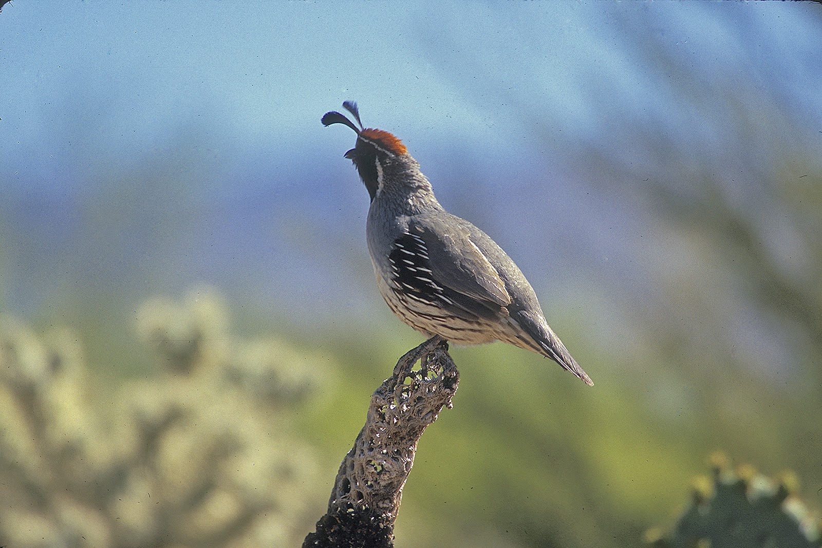The Azure Gate: Gambel's Quail