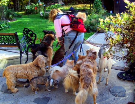 Ottawa Valley Dog Whisperer : BE YOUR DOG’S PACK LEADER