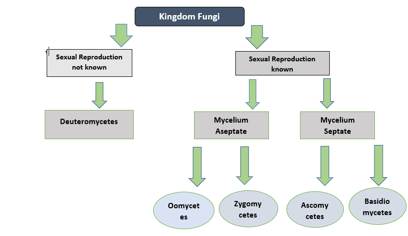 Fungi Phycomycetes Ascomycetes Basidiomycetes | Upgrading Biology