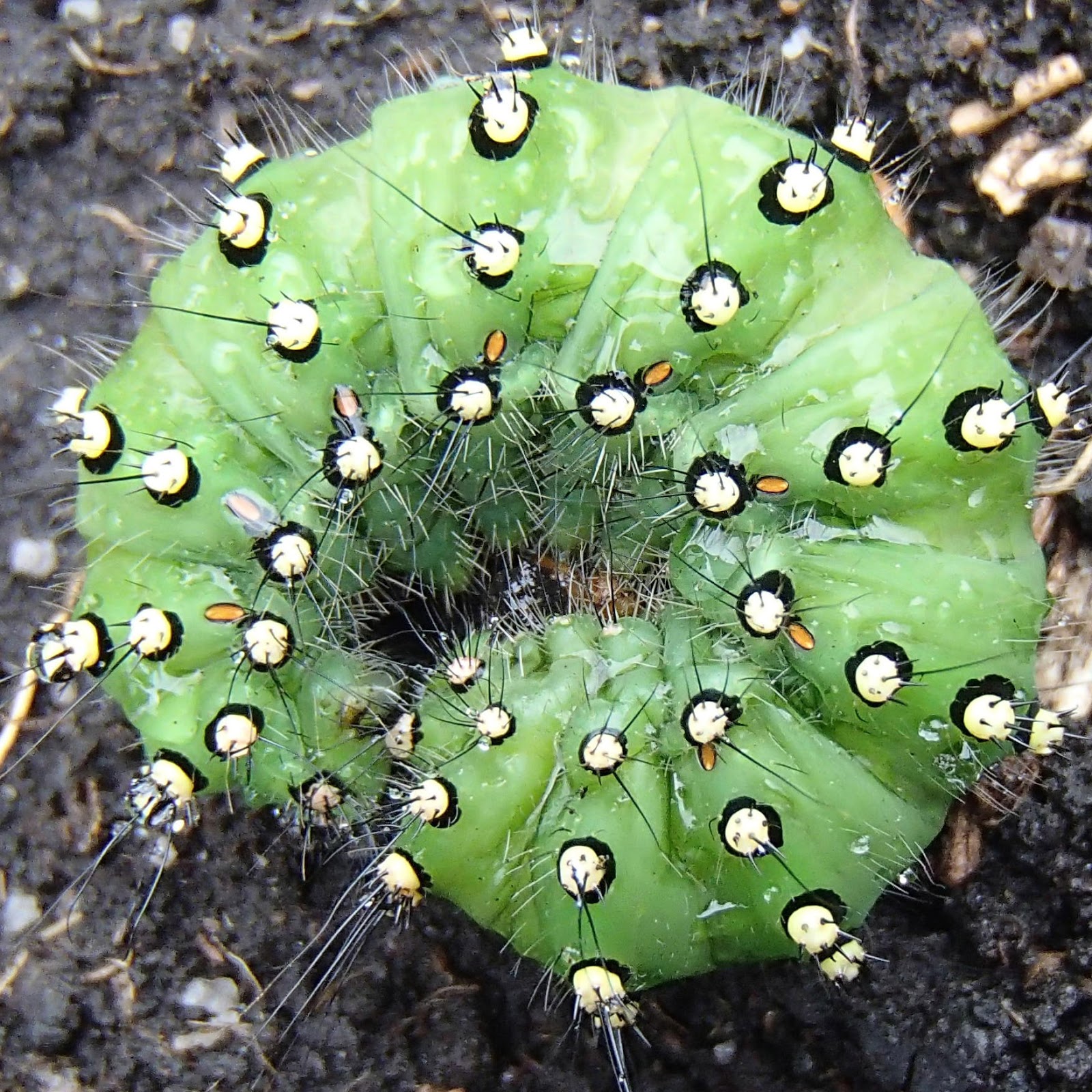 Wednesday Walkers: 2019