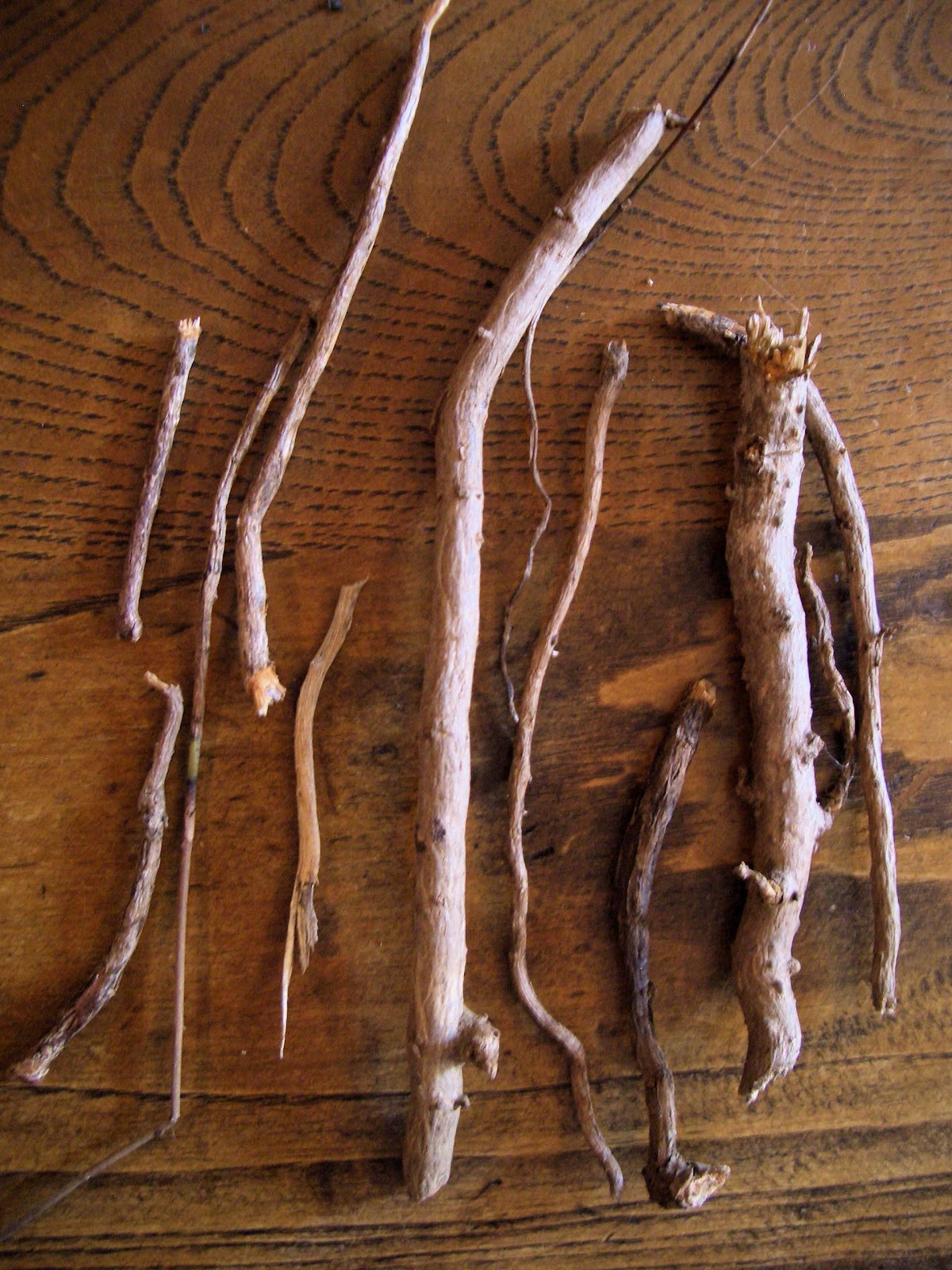 alchemologie: Spring Foraging Inspires (What Else?) New Cocktails