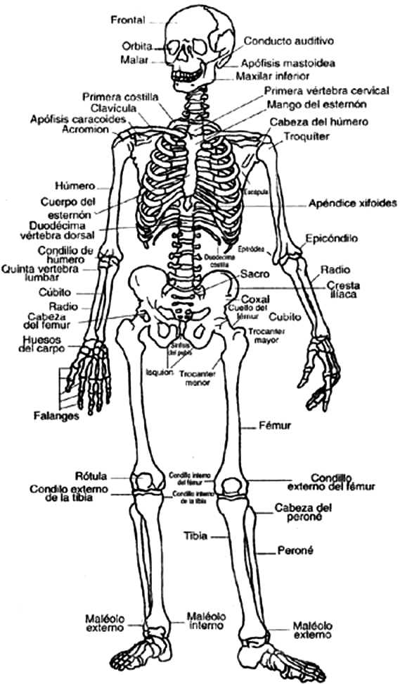 PAGINA EDUCATIVA MADRE CREATIVA: DIBUJOS DEL SISTEMA OSEO DEL CUERPO HUMANO PAGINA EDUCATIVA MADRE CREATIVA: DIBUJOS DEL SISTEMA OSEO DEL CUERPO HUMANO