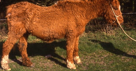 Equine Science Update: Should pergolide be given twice daily?